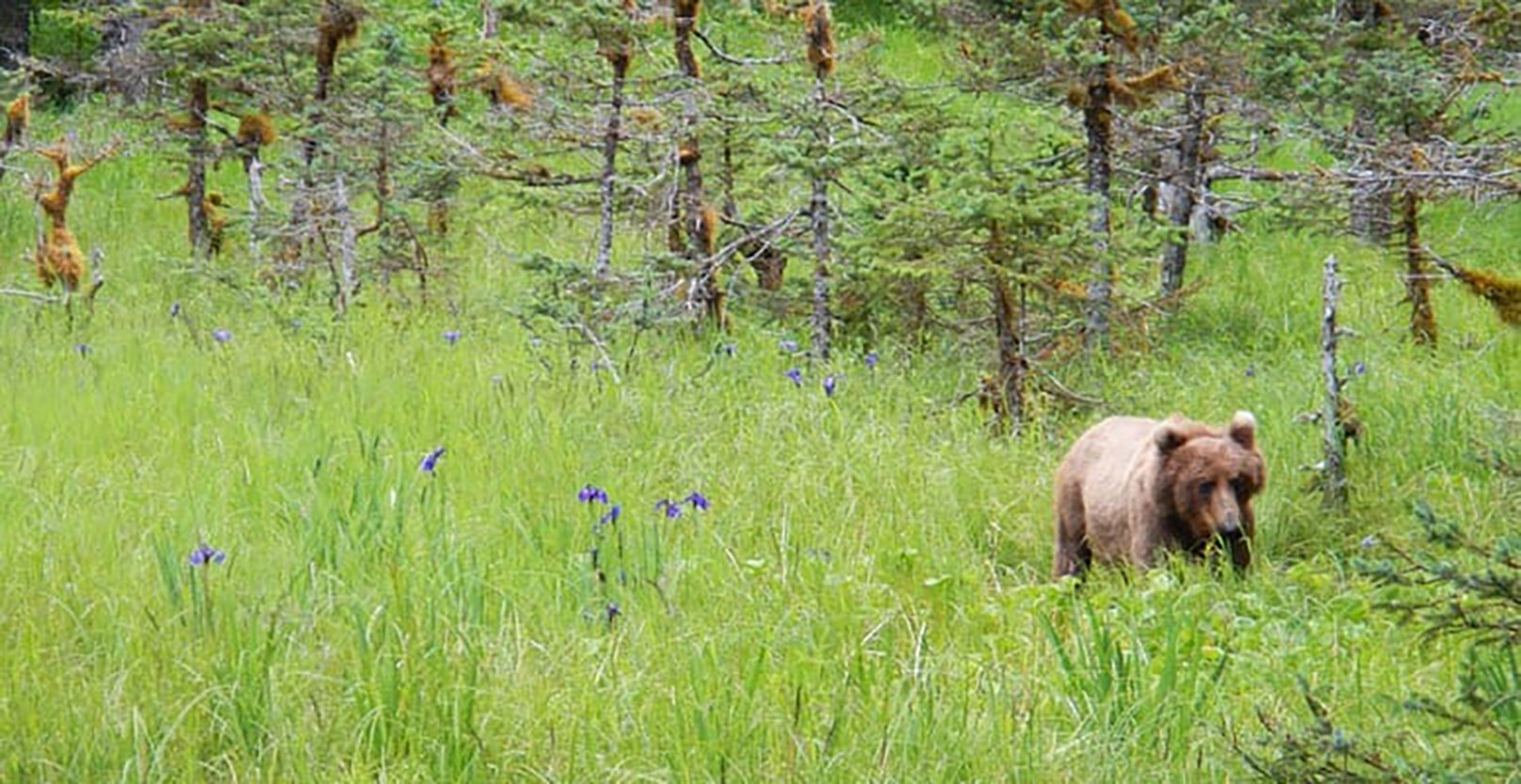 3 Reasons Why You Should Visit Alaska This Year — Afognak Wilderness Lodge