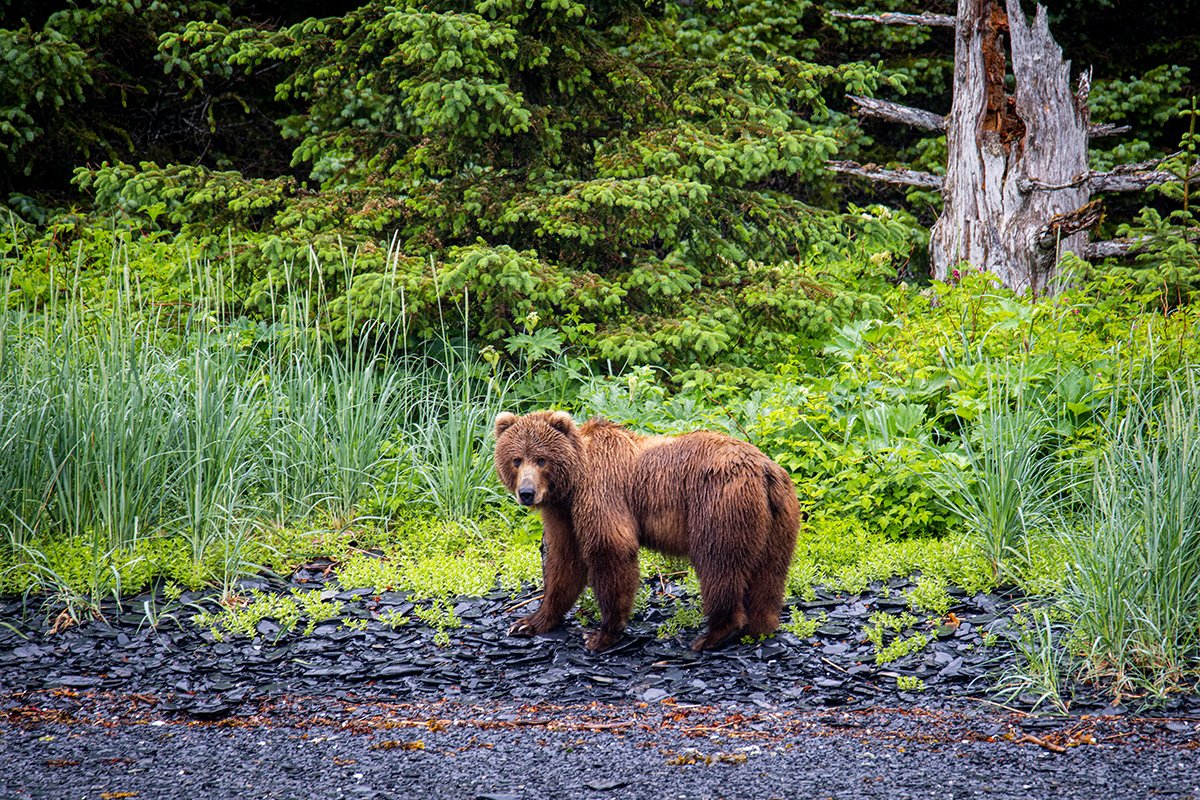 The Most Prominent Wildlife on Afognak Island — Afognak Wilderness Lodge